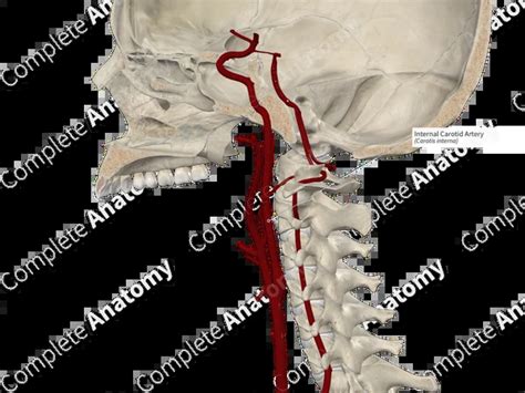 Anatomy Of The Internal Carotid Artery