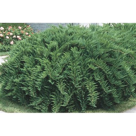 Village Nurseries Tam Juniper 2 84 Quart Each Delivery Or Pickup Near Me Instacart