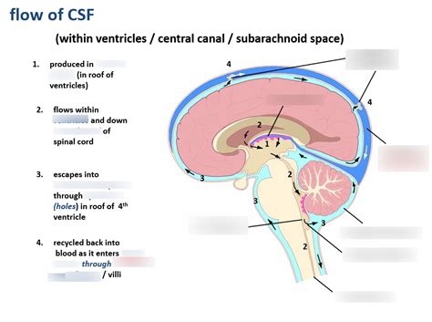 CSF Flow Diagram Diagram Quizlet