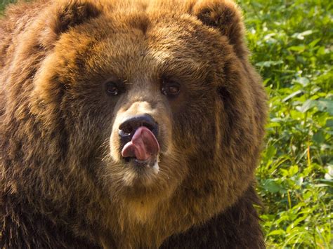 Brown Bear Tongue