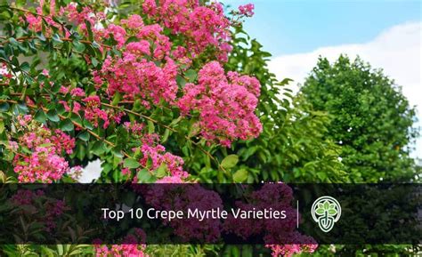 How To Train A Wisteria Vine To A Tree Form