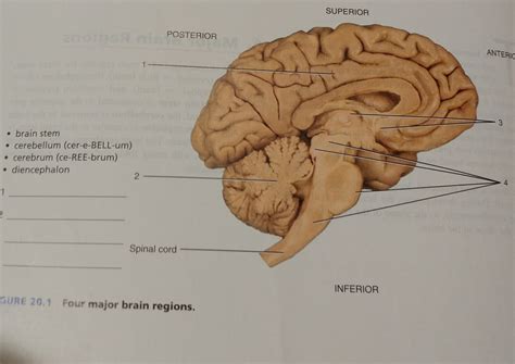 Regions Of The Brain