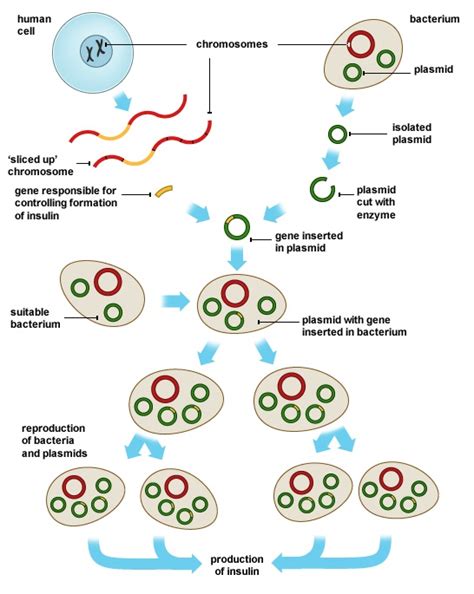 5 Steps Of Genetic Engineering Used In Rdna Technology