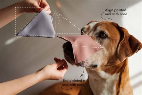 How To Make A Diy Dog Muzzle Out Of Gauze Or Fabric In 5 Easy Steps