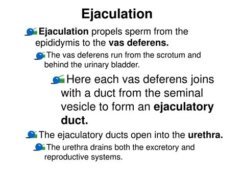 Ppt Male Reproductive System Anatomy And Function Complete Guide