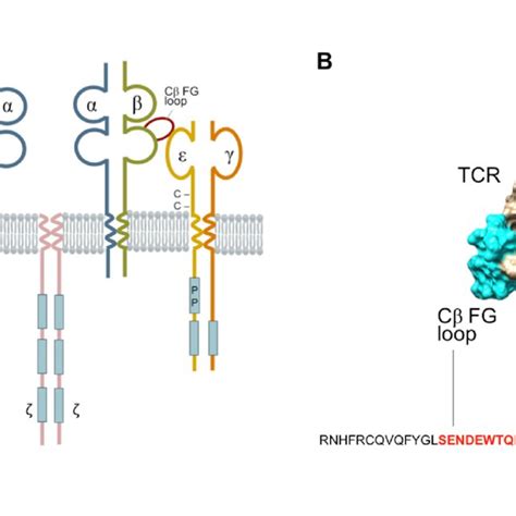 A The Schematic Structure Of T Cell Receptor Tcr Complex Which Download Scientific Diagram