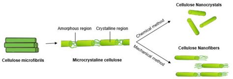 Microcrystalline Cellulose Mcc And Nanocellulose Cnc And Cnf Download Scientific Diagram