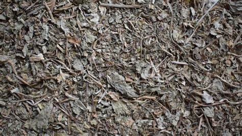 Organic Bacopa Stock Footage Video Of Holistic Natural 324468812