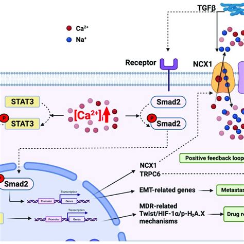 Deregulation Of Trpc6 Involved Signalling Pathways In Hepatocellular