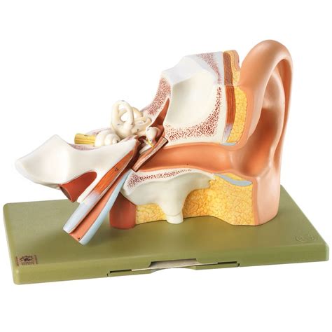 Somso Human Ear Model Carolina Biological Supply