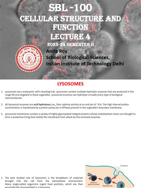 Cellular Structure And Function Lectrue 4 Pdf Cell Biology Cell Nucleus