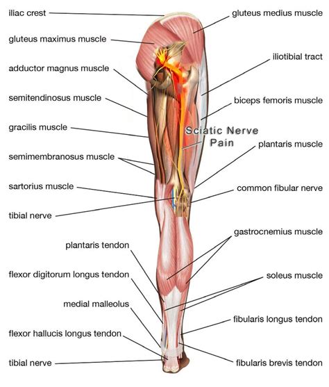 Hamstring Syndrome Relief Understanding The Condition