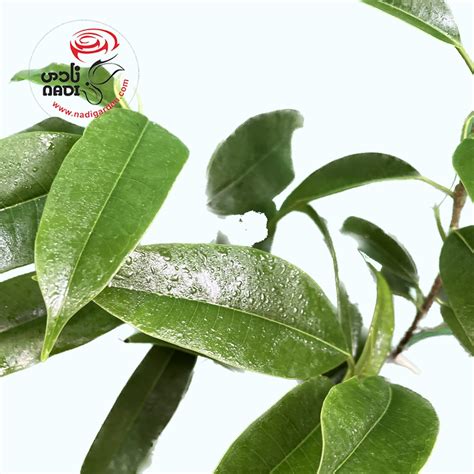 بنجامین آمستل خرید گل آپارتمانی و طراحی فضای سبز نادی گاردن