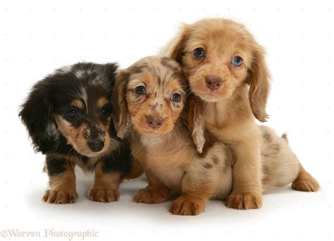 Dachshund Wp10424 Three Dapple Miniature Long Haired Dachshund Pups