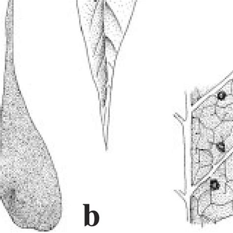 Tectaria Darienensis B Hammel Et Al 1 6174 Paratype A Leaf B