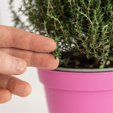 Pianta Di Timo Faustini Thymus Faustini In Vaso 14 Savini Vivai