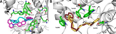 Example Of Molecular Modeling Result At Human Ache Active Site For
