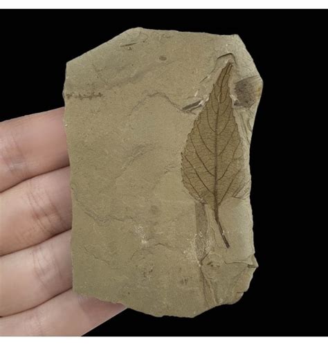 Fossils For Sale Fossils Eocene Fossil Leaf From The Green River Formation Utah Usa