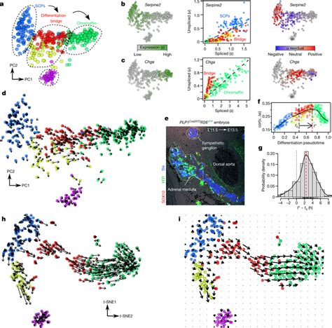 Rna Velocity Recapitulates Dynamics Of Chromaffin Cell Download Scientific Diagram