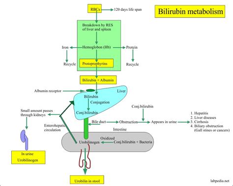 how bilirubin is excreted
