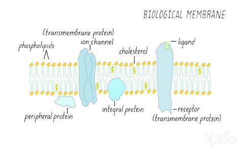 Membrane Organelles By Jennifer Lippincott Schwartz