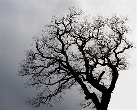 Silhouette Of A Tree Stock Photo Image Of Leafless 13939382