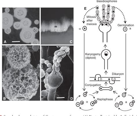 Figure 1 From Cryptococcus Neoformans And Cryptococcus Gattii The