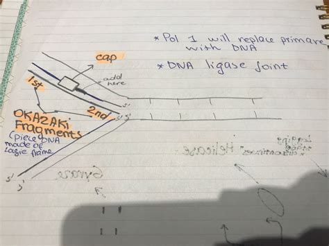 Unit 4 Replication Map 2 Diagram Quizlet