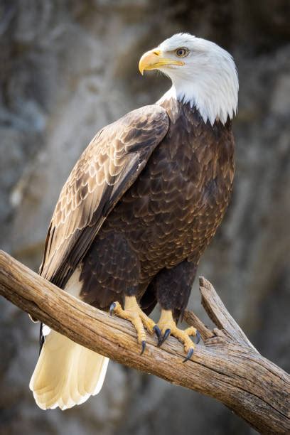 Elang Laut Dada Putih Foto Foto Foto Stok Potret And Gambar Bebas Royalti Istock