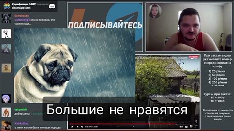 Маргинал про любимые породы собак Youtube