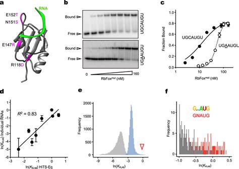 Impact Of Rbfox Mutations On The Affinity Distribution A Locations Of