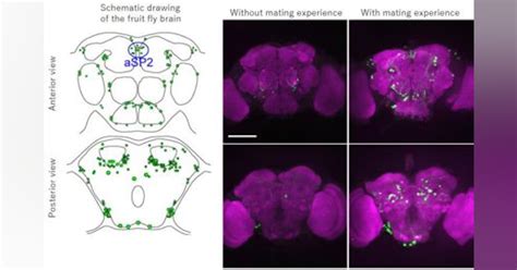 Optogenetics Helps Analyze Insect Neural Circuits For Instinctive