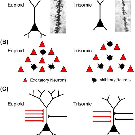 Trisomy Related Connectivity Alterations In The Trisomic Brain
