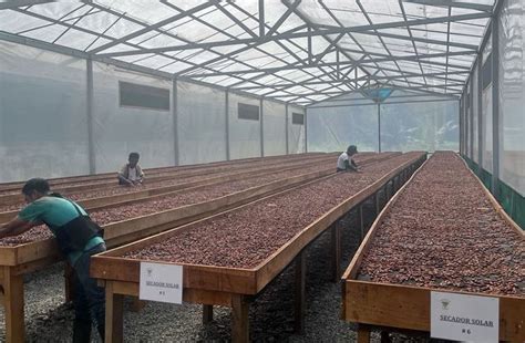 Cacao En Costa Rica Trobanex