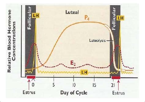 Hormonal Pattern Of Estrus Cycle 31 Download Scientific Diagram