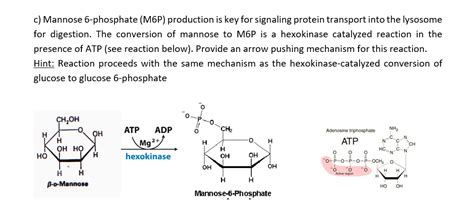 Mannose 6 Phosphate