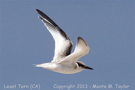 Least Tern