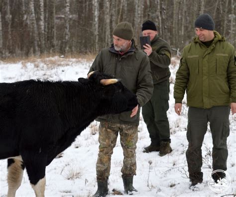 У Чорнобильському заповіднику показали здичавілих корів