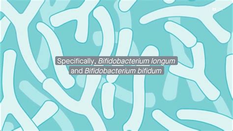 Bifidobacterial Probiotics Protect Mice From Diet Induced Obesity And