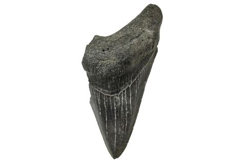 348 Partial Fossil Megalodon Tooth South Carolina 240159 For