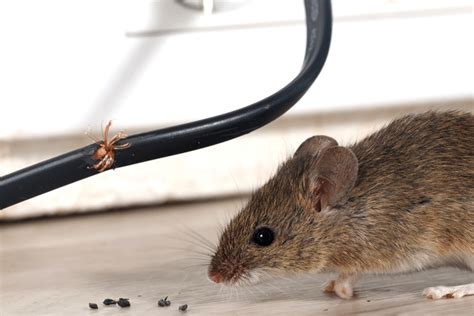 Rodent Control Perth Economy Rat Pest Control Perth