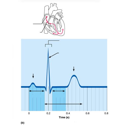 The Electrocardiogram Ecg Diagram Quizlet