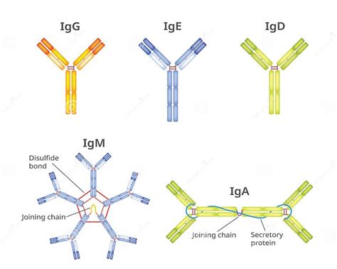 Types Danticorps Et Immunoglobuline Vectorielle Infographie