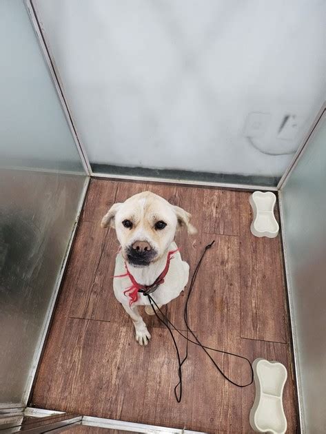 포인터믹스찡찡이 강아지책임무료분양 강아지분양 고양이분양 컴투펫 시츄 셔틀랜드쉽독 말티푸 미니핀 치와와 요크셔테리어 포메라니안 말티즈 분양