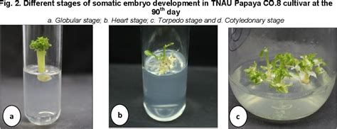 Figure From Somatic Embryogenesis In Papaya Carica Papaya L Cv Tnau Papaya Co Semantic