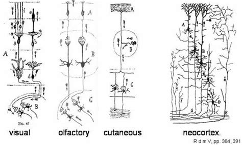 electrical synapses between neurons synchronize gamma oscillations
