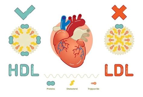 What Is Cholesterol What Causes High Cholesterol Eldon Healthcare
