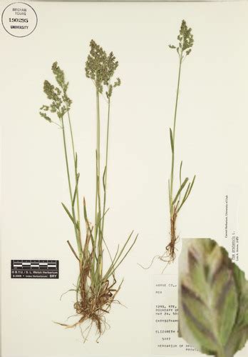 Grasses Flashcards Quizlet