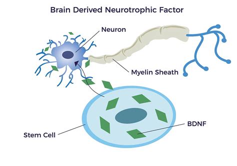 Brain Derived Neurotrophic Factor