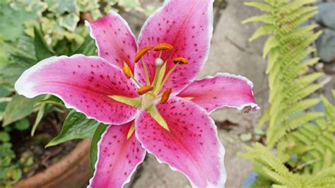 How To Grow And Care For Stargazer Lily Complete Guide